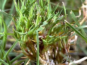 Couchgrass Mite - Oasis Turf