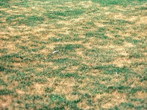 Sod Webworm - Oasis Turf