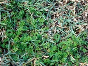Bindii - Oasis Turf