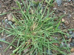 Crowsfoot - Oasis Turf